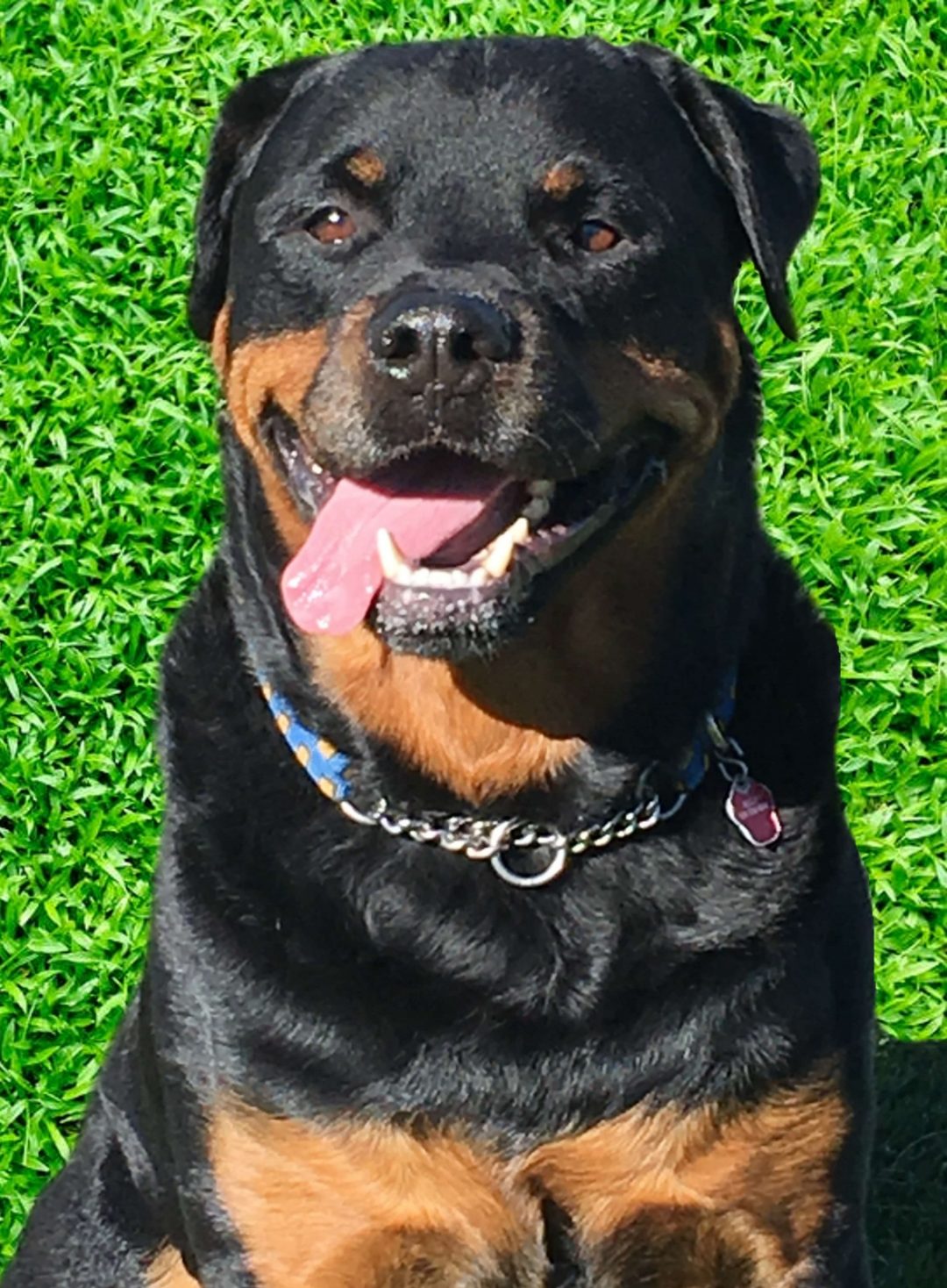 Our Story | History of The Best Doggie Bakery